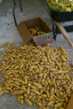 Growing heirloom potatoes